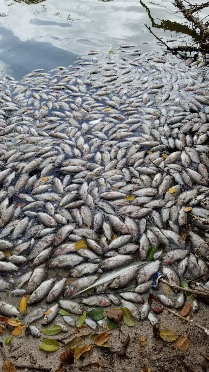 Department of Environment investigates fish kill at the Darkwood Pond ...