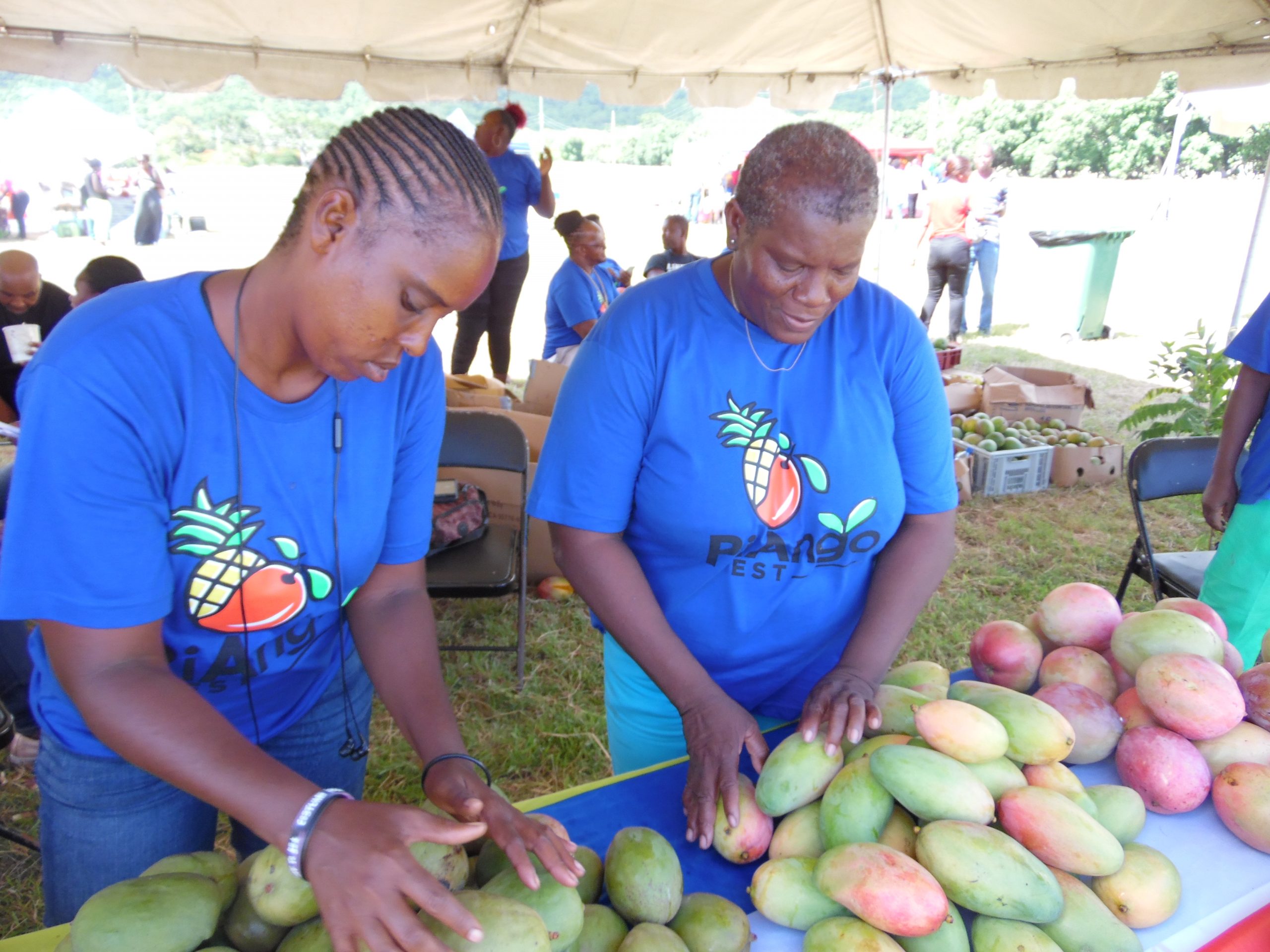 PiAngo Fest 2019 looks ahead to a great one in 2021 - Antigua News Room