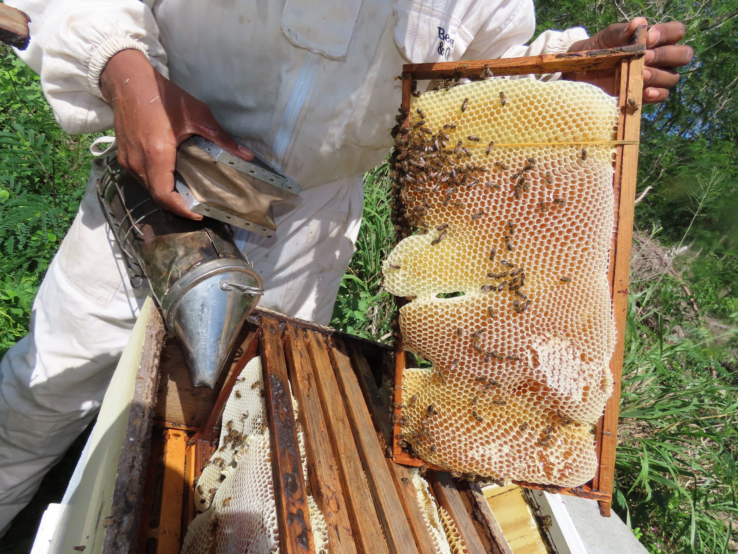 The outlook of the Beekeeping Industry looks bright - Antigua News Room