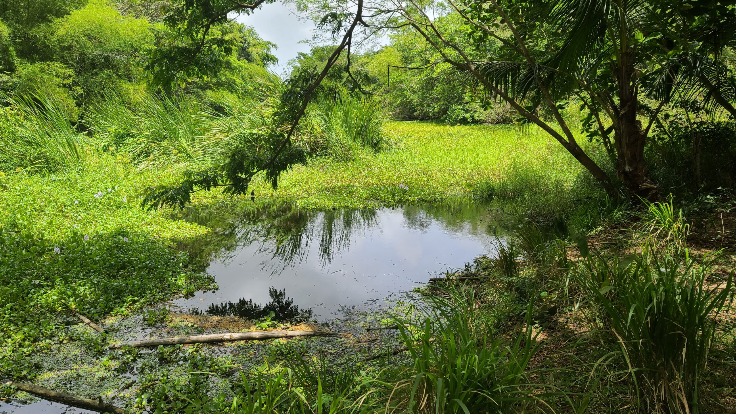 Caribbean countries receive urgent support to tackle environmental ...