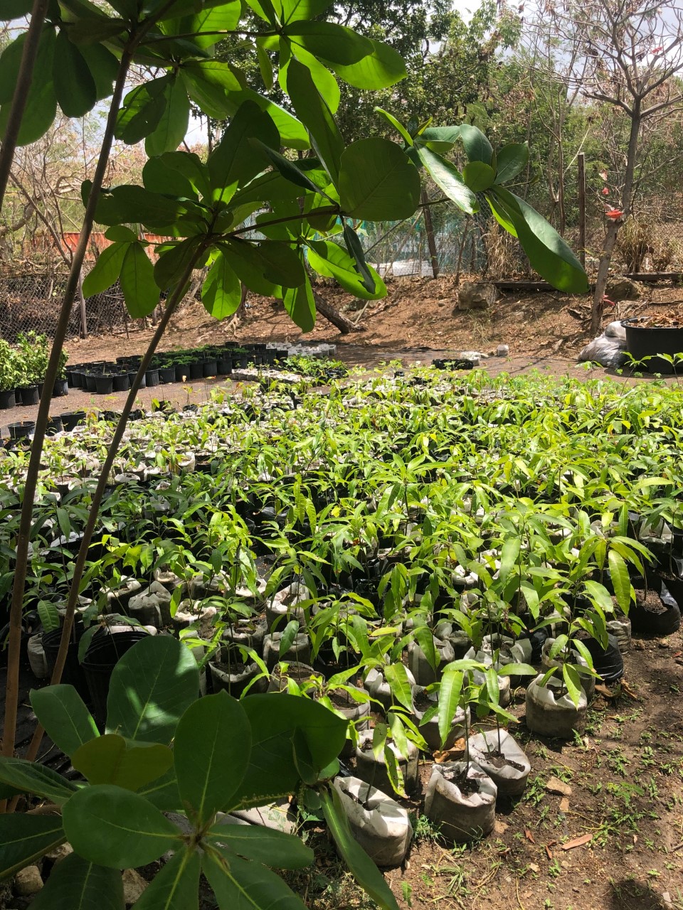The Tree Tribe has been growing seedlings and fruit trees and giving ...