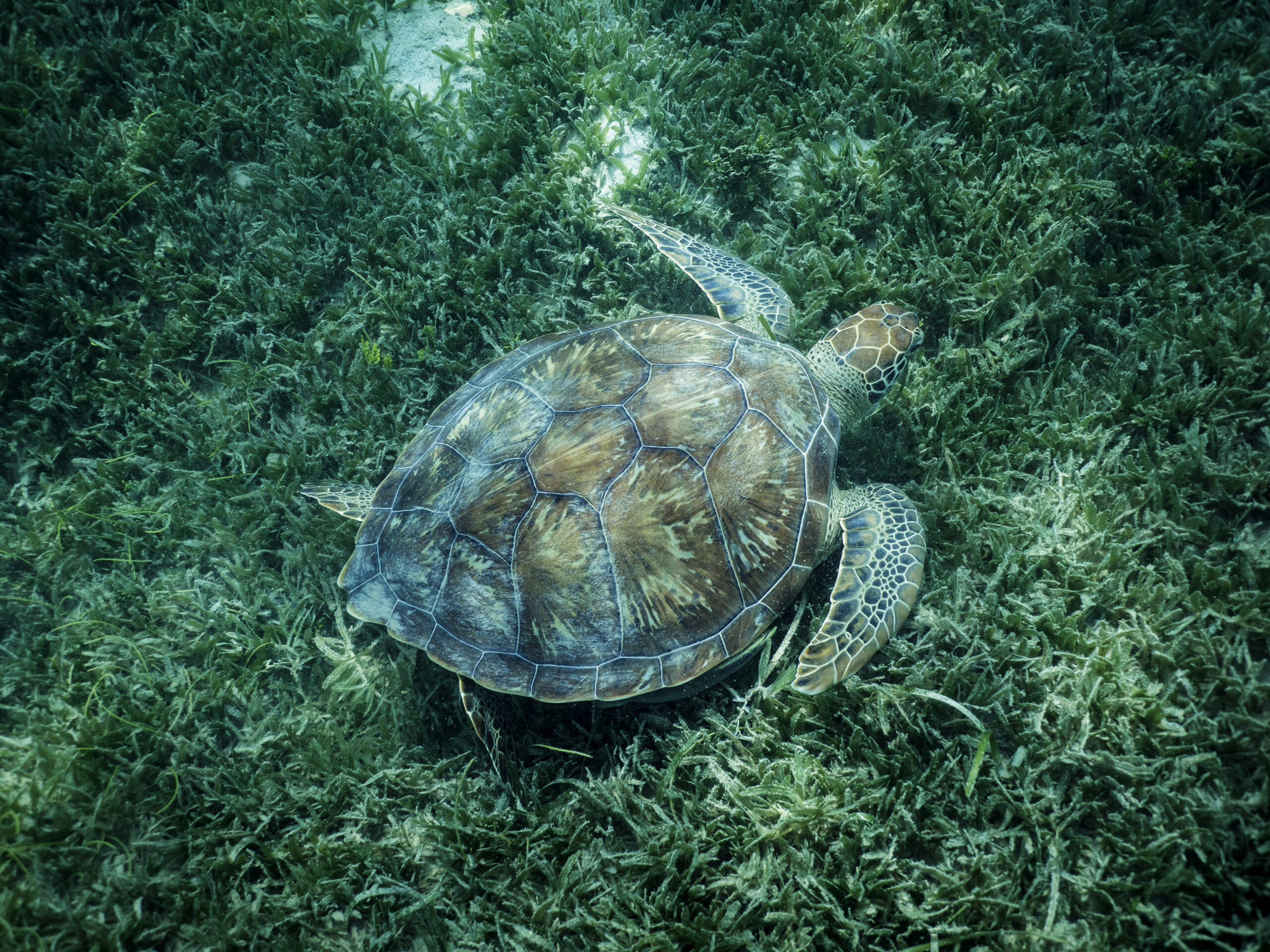 Turtles & Tourism: EAG Asks All to Respect Marine Wildlife this Tourist ...