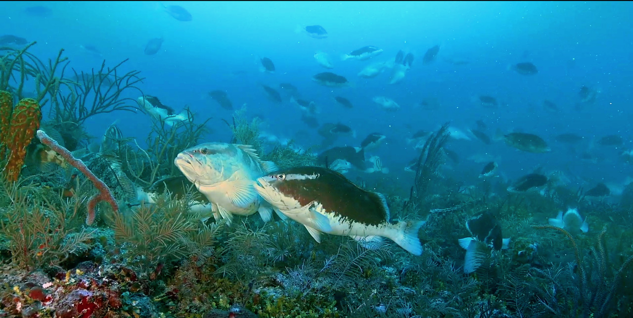 Safeguarding Reef Fish and Queen Conch fisheries in the wider Caribbean ...