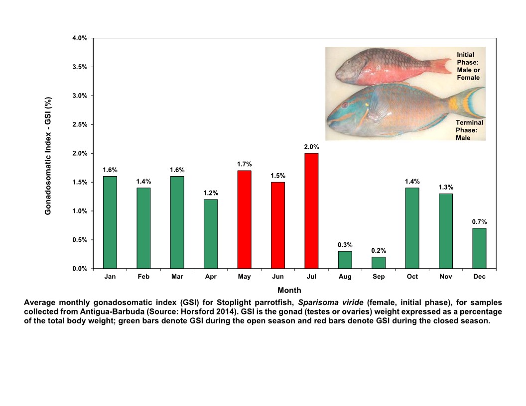 How We Determine the Closed Season for Parrotfish: Insights from Chief ...