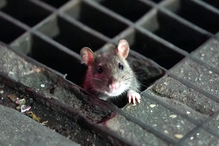 Health Inspector Offers Tips on How to Handle Rodents After Dead Rat ...