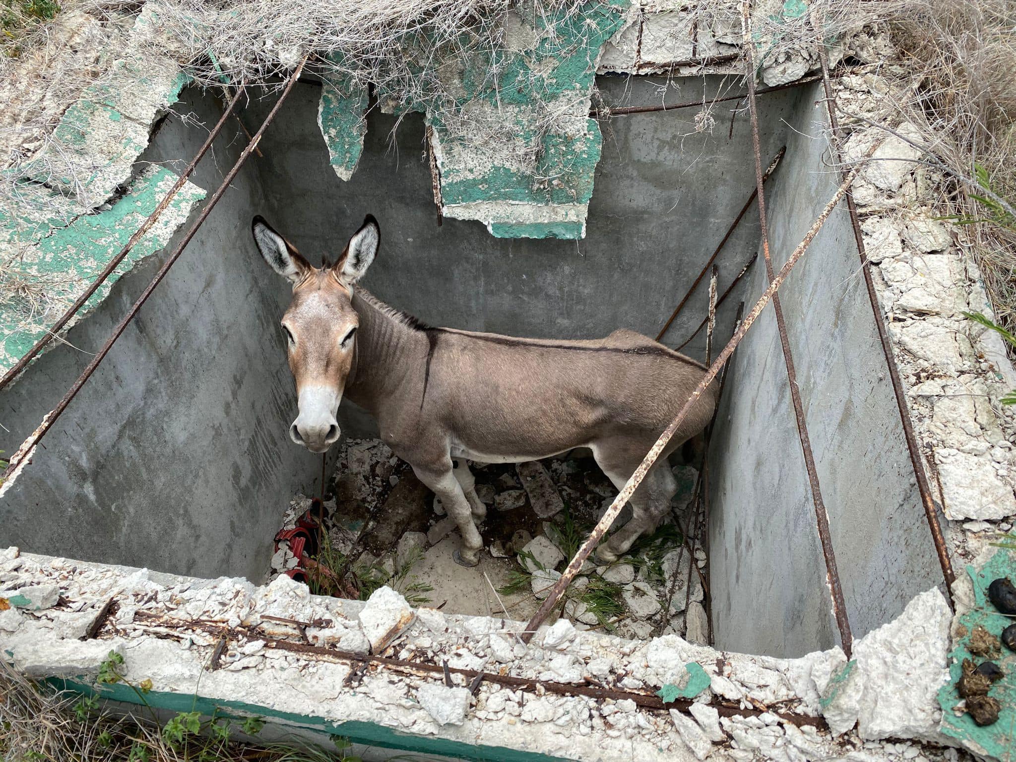 Antigua's Donkey Sanctuary Rescues Donkey from Deep Manhole with ...
