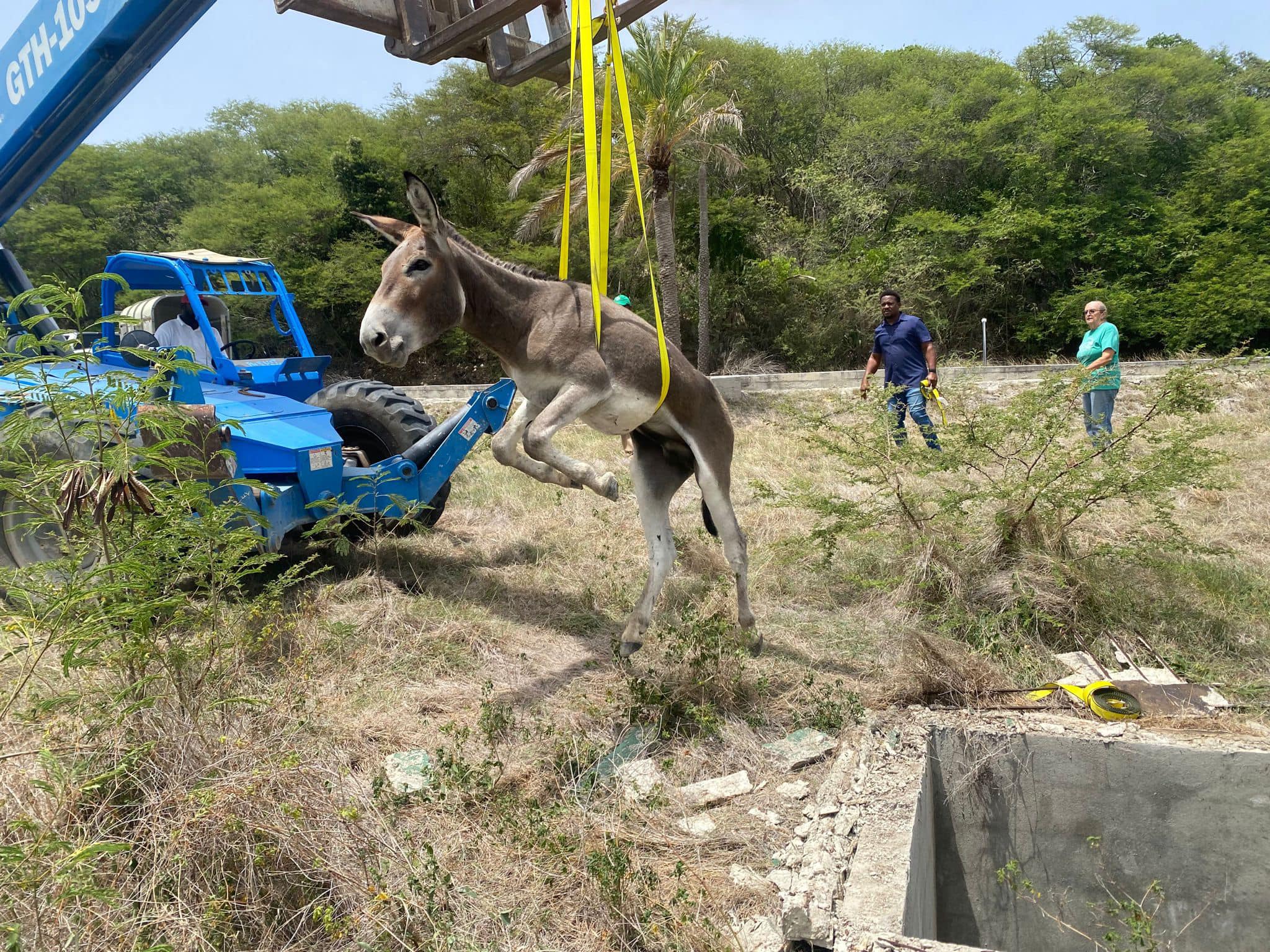 Antigua's Donkey Sanctuary Rescues Donkey from Deep Manhole with ...